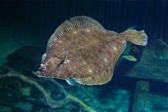 What's the Difference Between Fluke and Flounder