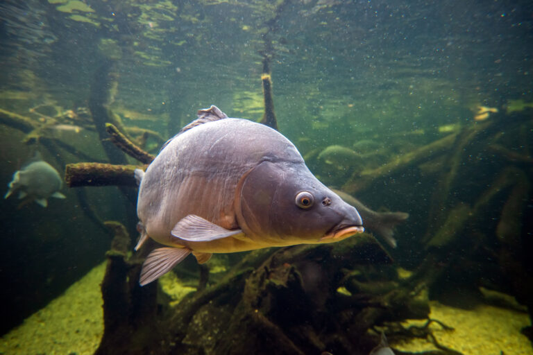 Biggest Carp Ever Recorded