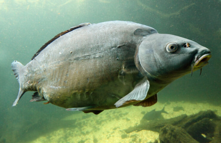 Biggest Carp Ever Recorded