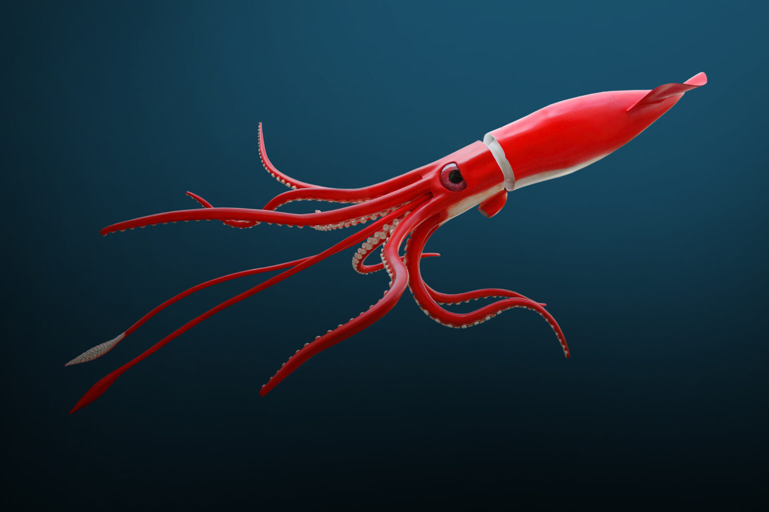 What's the Difference Between Colossal Squid and Giant Squid?