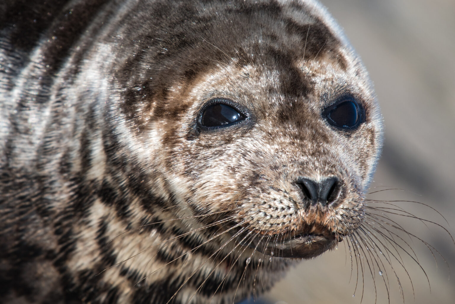 Are Harp Seals Dangerous?