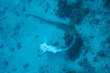 How Do Sharks Reproduce?