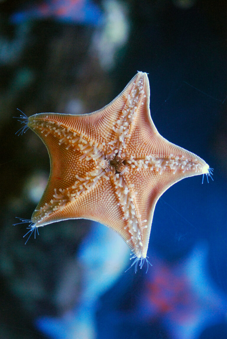 How Do Starfish Eat?