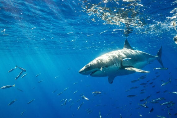 Deep Blue: The Biggest Shark Ever Filmed and Its Massive Impact on ...