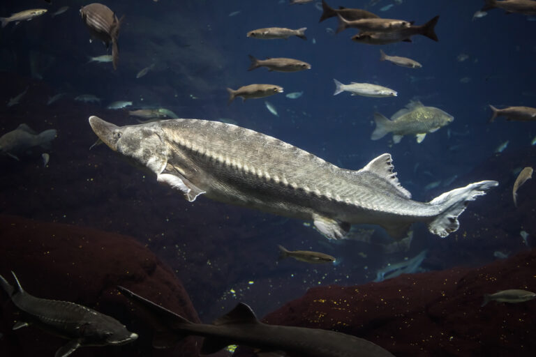 How Long Do Fish Live?