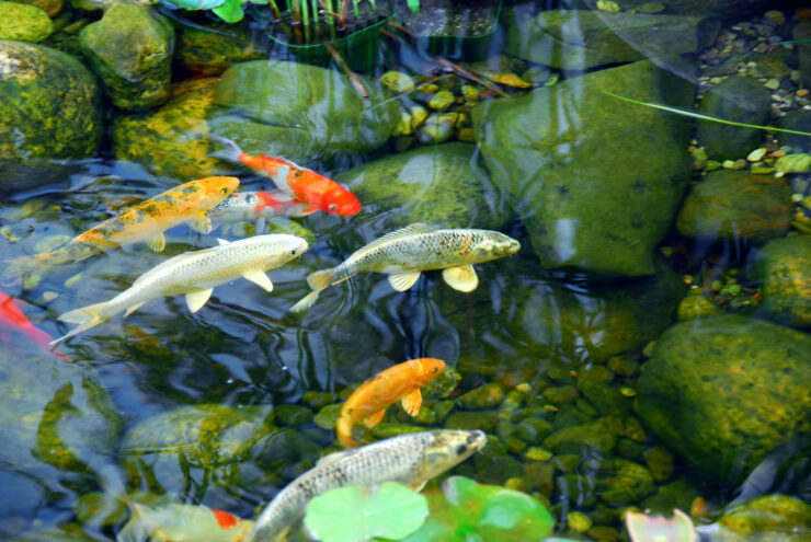 Can You Eat Koi Fish?