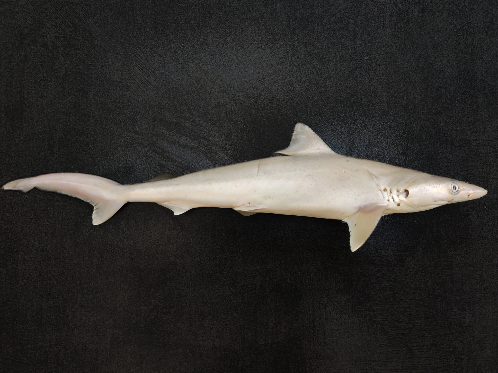 Are There Sharks in Russia?