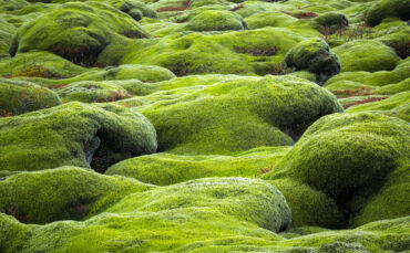What's the Difference Between Moss and Algae?