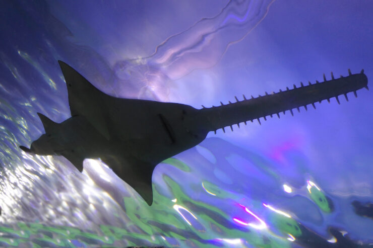 Most Endangered Shark