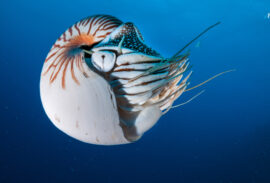 Nautilus
