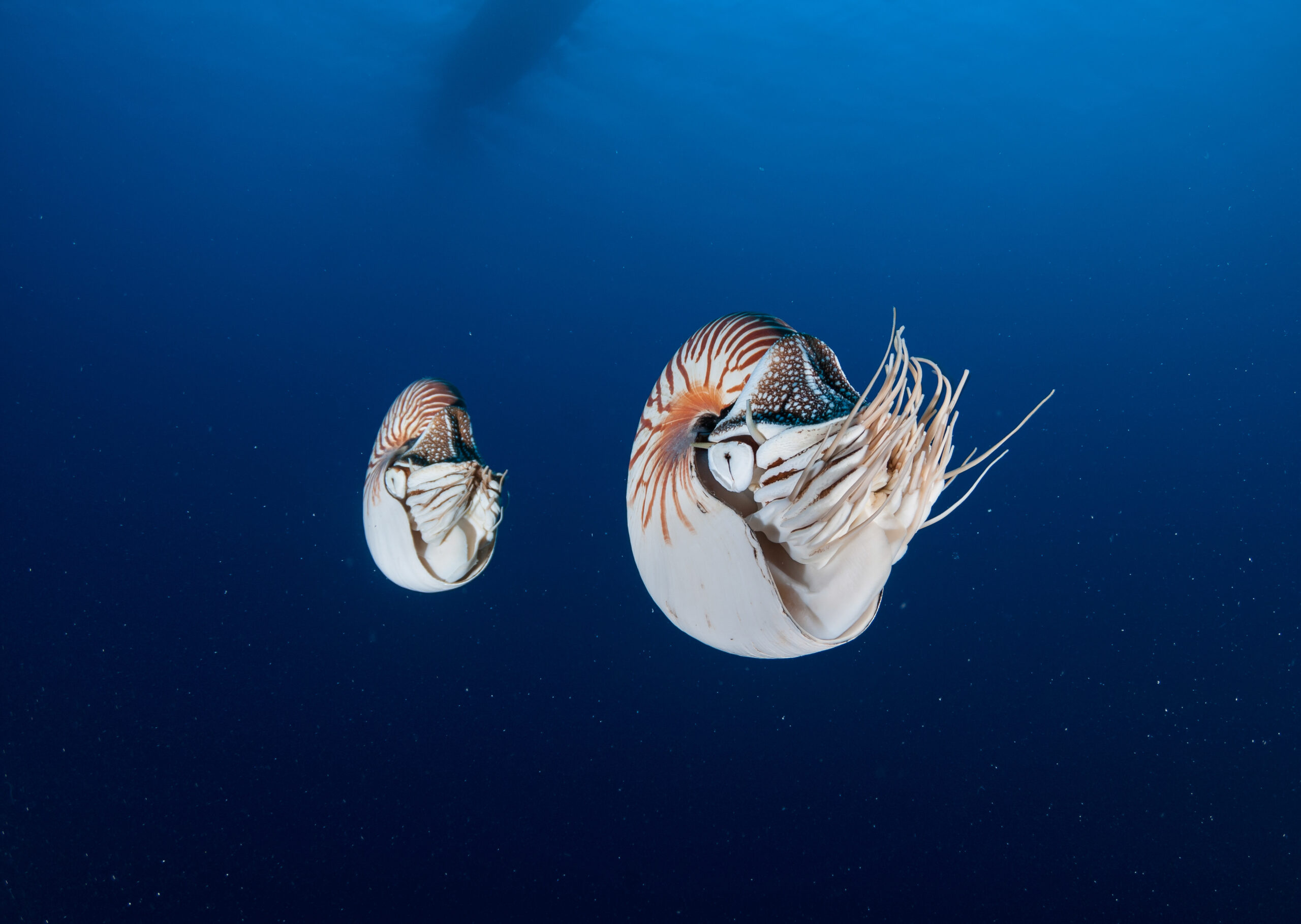 Nautilus Anatomy