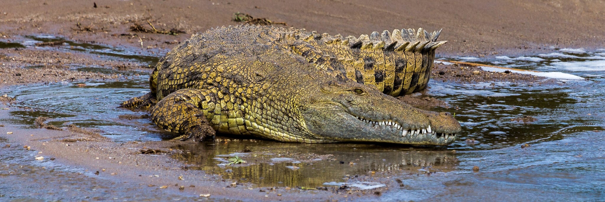 What's the Difference Between a Nile Crocodile and Saltwater Crocodile?