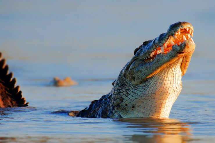 What Do Crocodiles Eat?