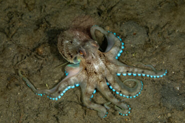 Octopi or Octopuses: What is the Plural of Octopus?
