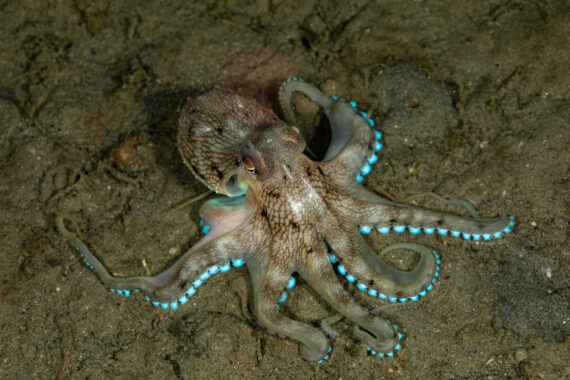 Octopi or Octopuses: What is the Plural of Octopus?