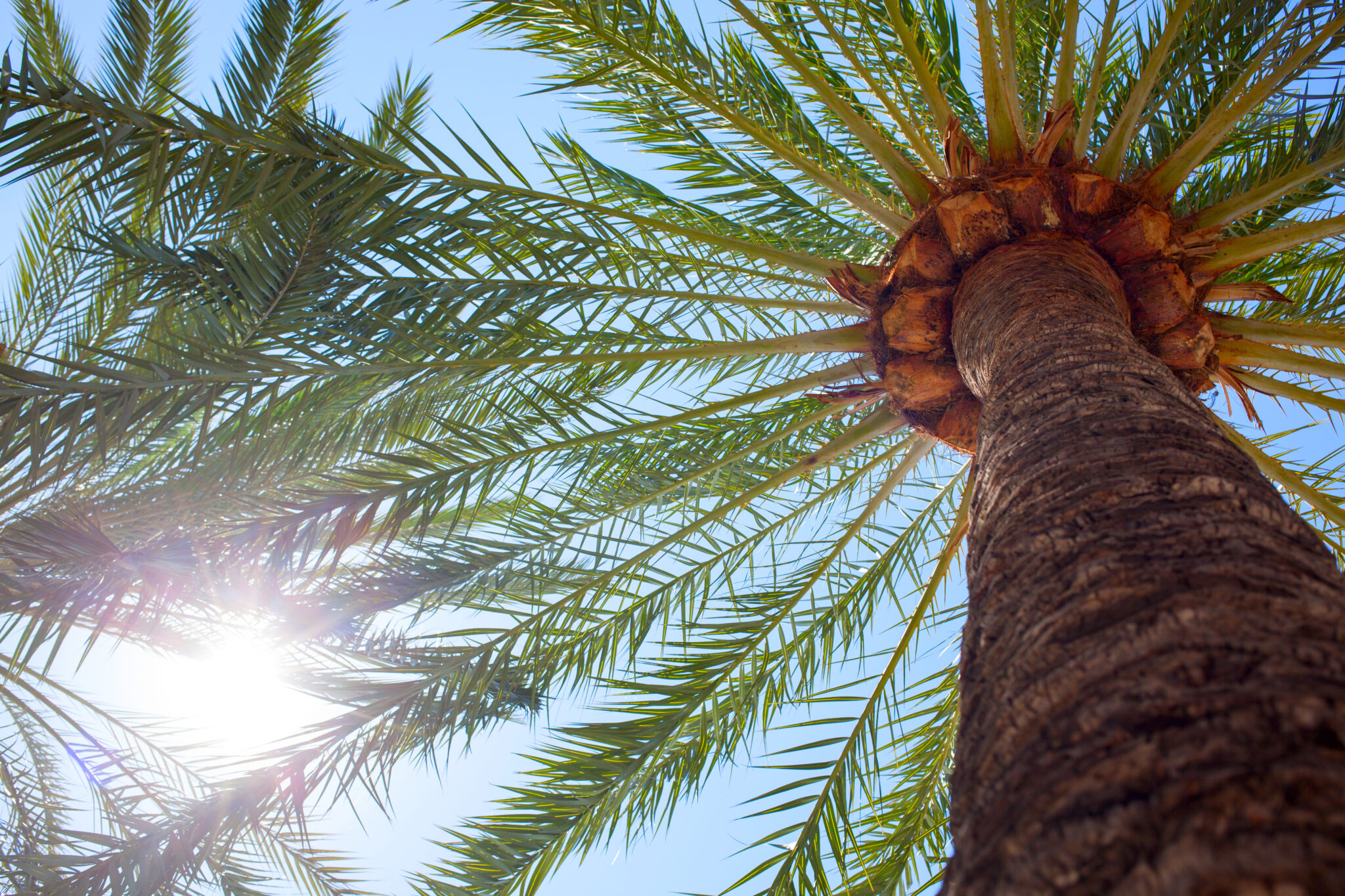 What's the Difference Between a Coconut Tree and a Palm Tree?