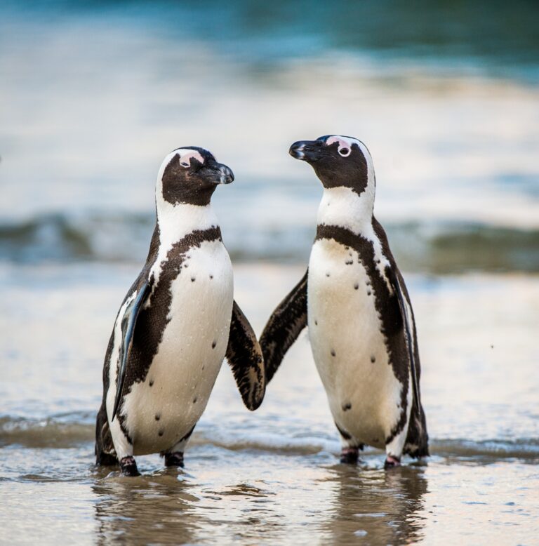 What's the Difference Between a Penguin and a Puffin?