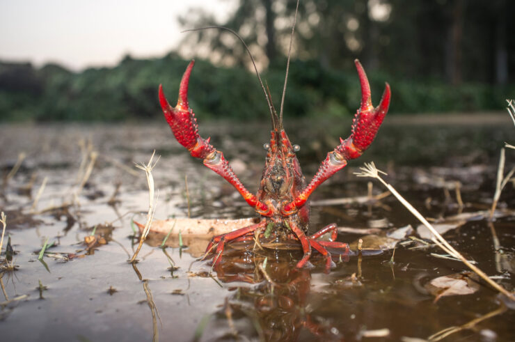 What's the Difference Between a Prawn and a Crawfish?