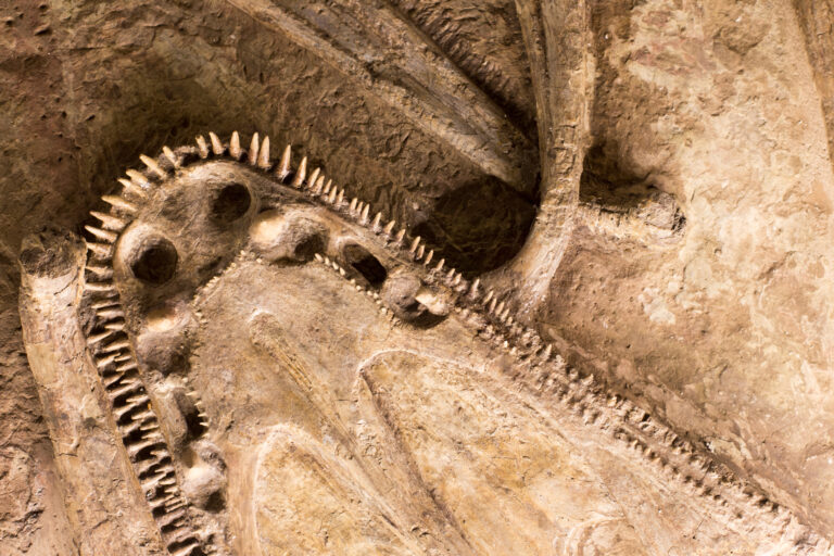New Species of Extinct Whale Discovered