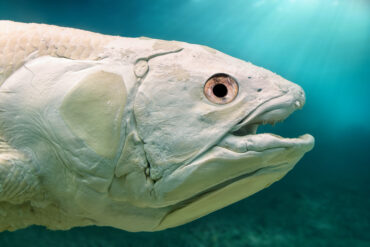 Coelacanth