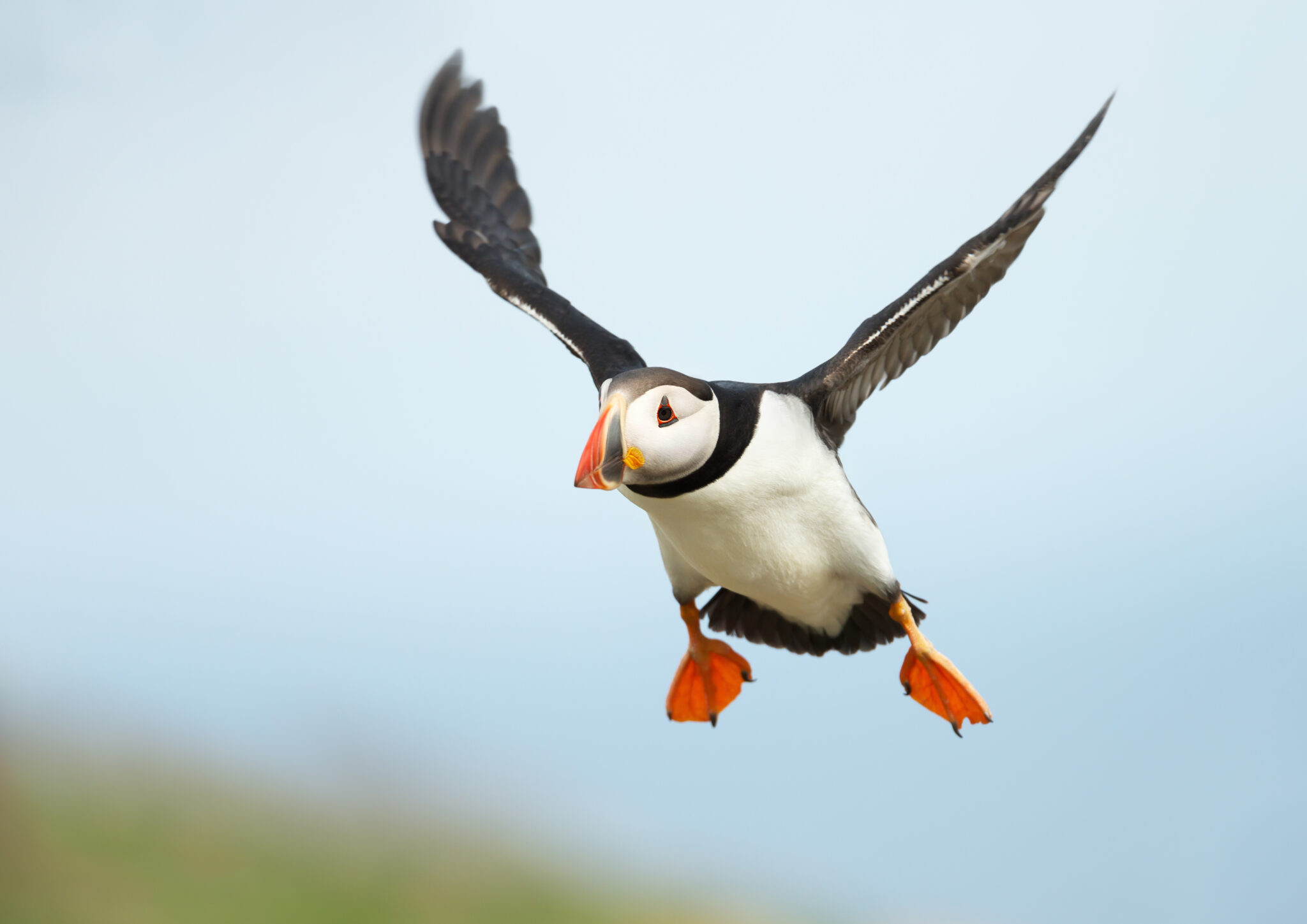 What's the Difference Between a Penguin and a Puffin?
