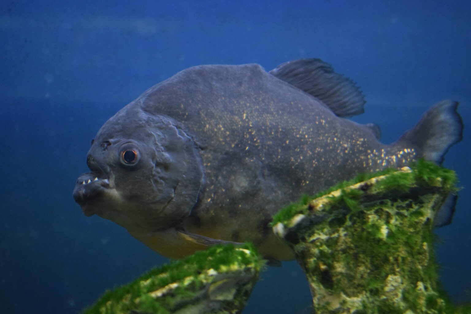 What's the Difference Between Sharks and Piranhas?