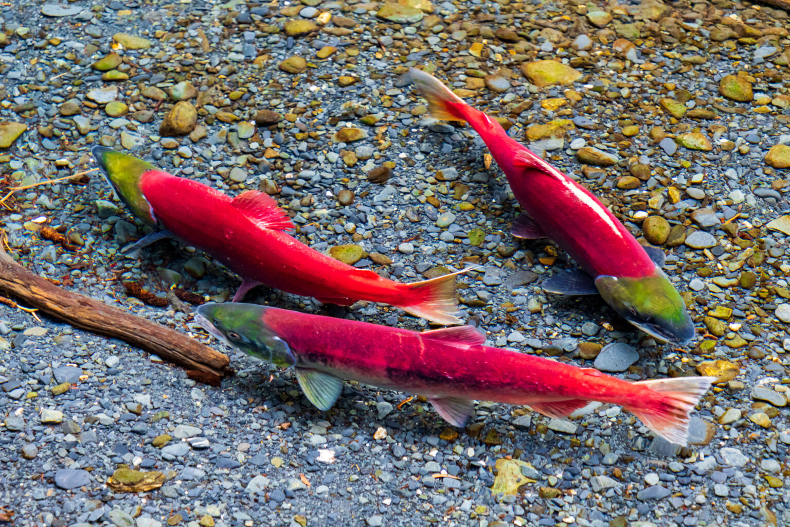 Understanding the Lifecycle of Salmon