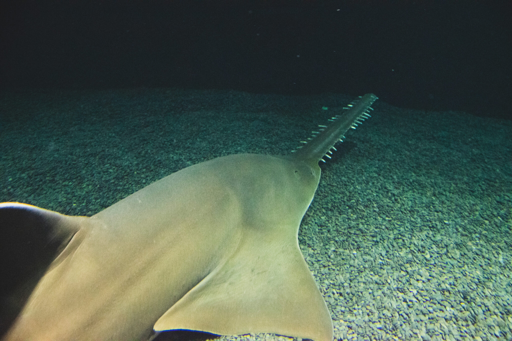 Most Endangered Shark