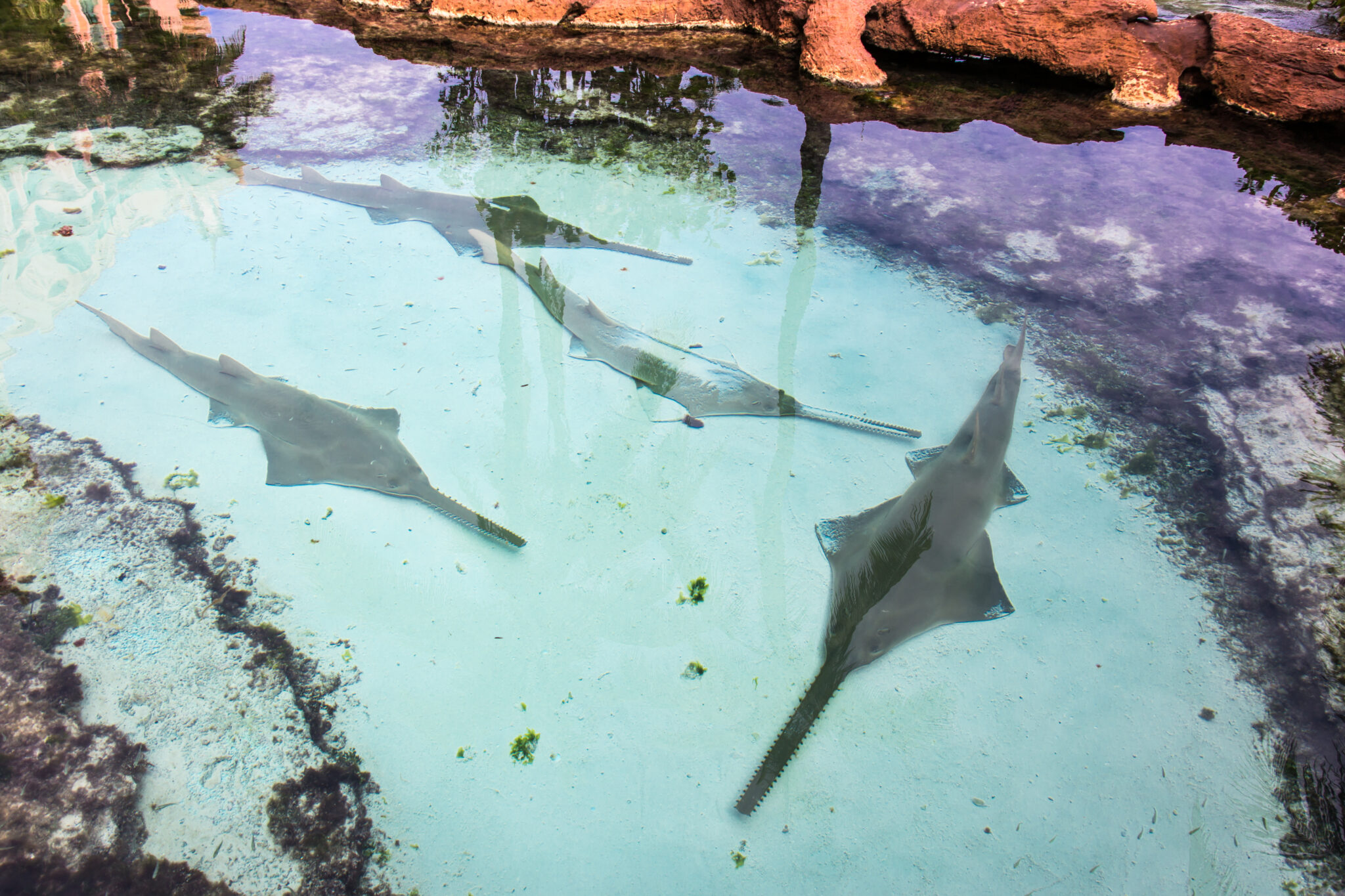 Most Endangered Shark