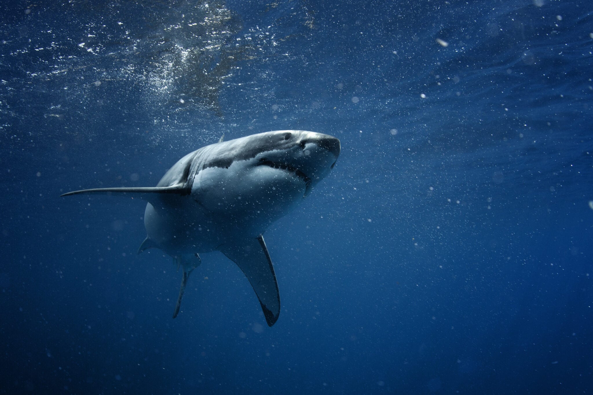 Are There Sharks in Antarctica?