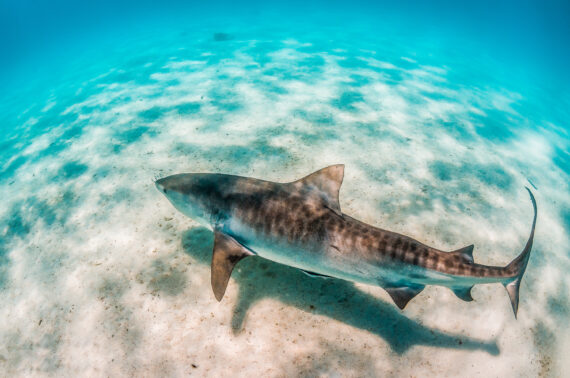 Sharks Are Actually Older Than Trees