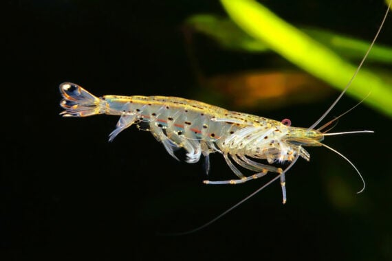 The Biggest Shrimp Ever Recorded