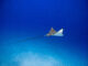 Spotted Eagle Ray