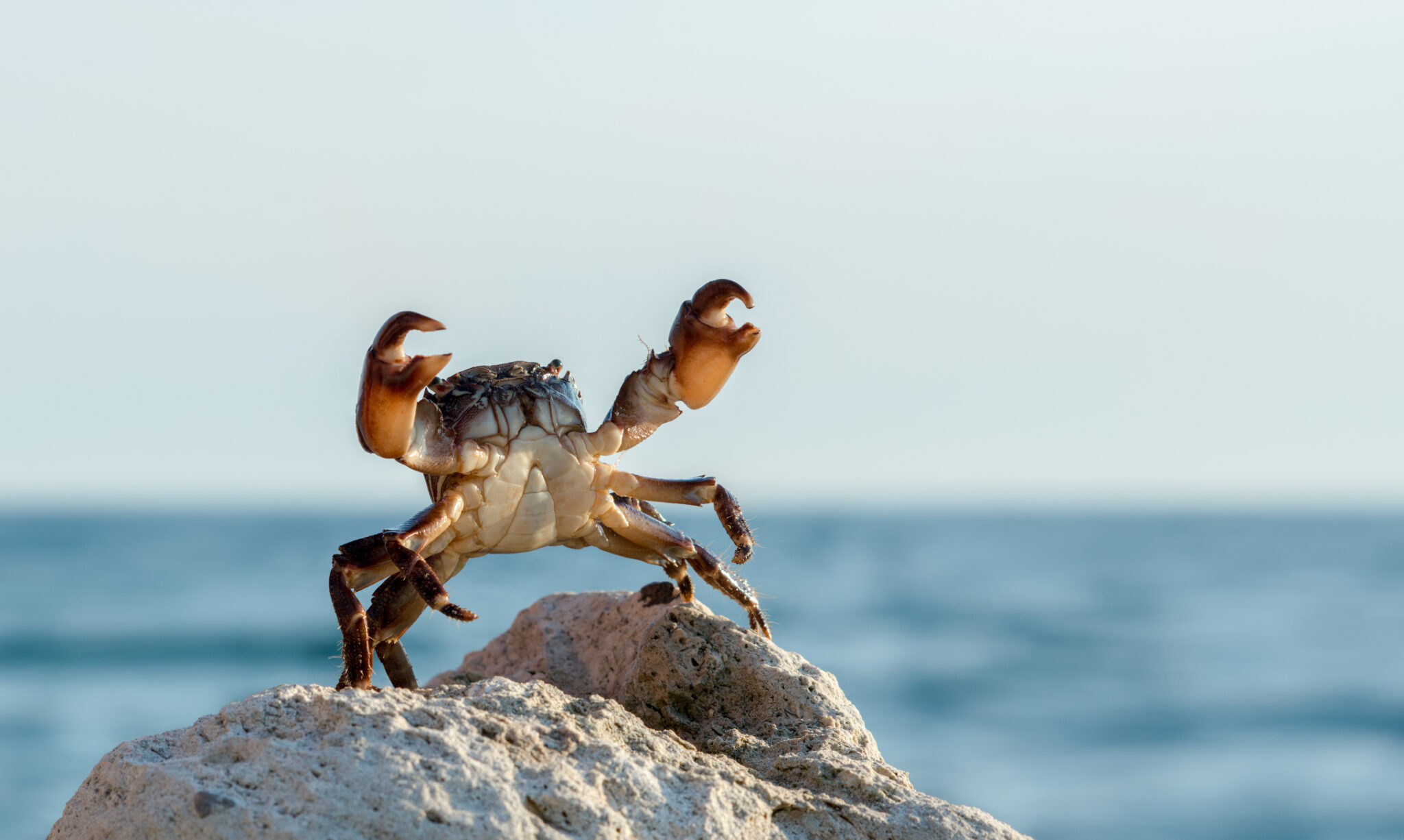 What's the Difference Between Stone Crab and Blue Crab?