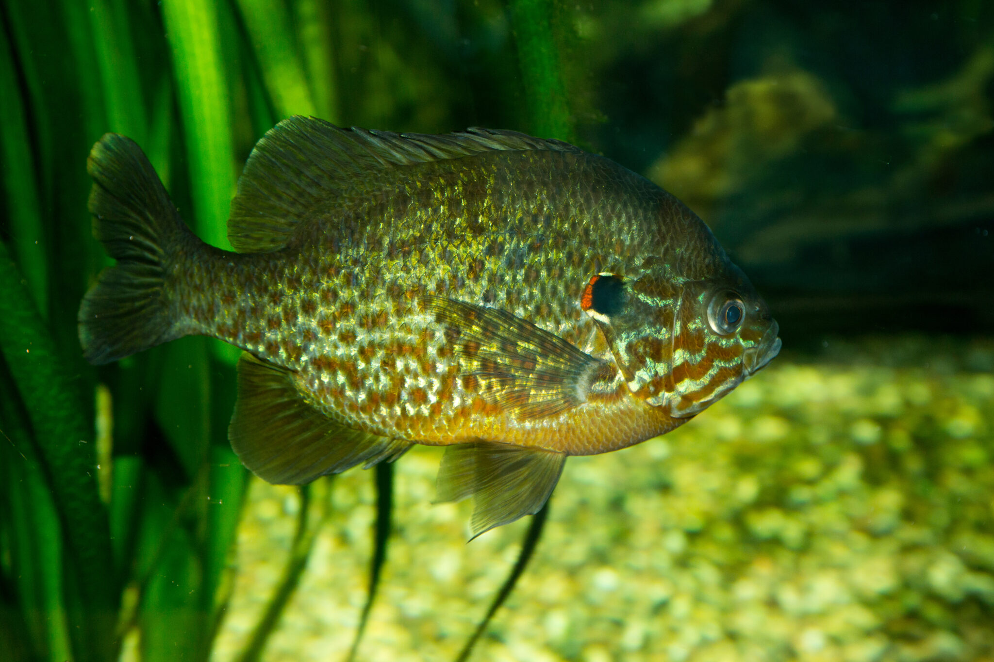 What's the Difference Between Sunfish and Bluegill?