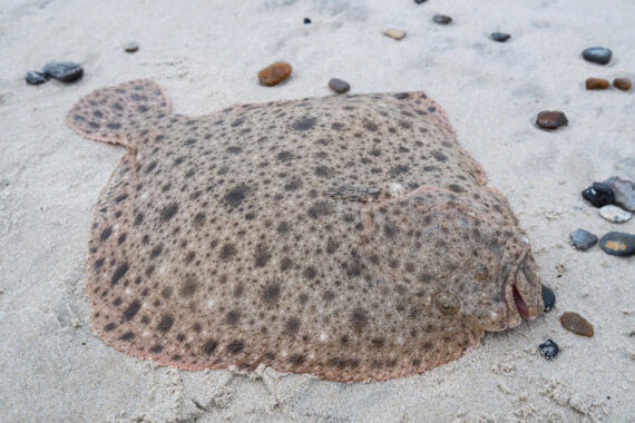 A Guide to the Different Types of Flatfish in the Ocean - American Oceans