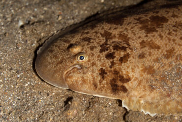 A Guide to the Different Types of Flatfish in the Ocean - American Oceans