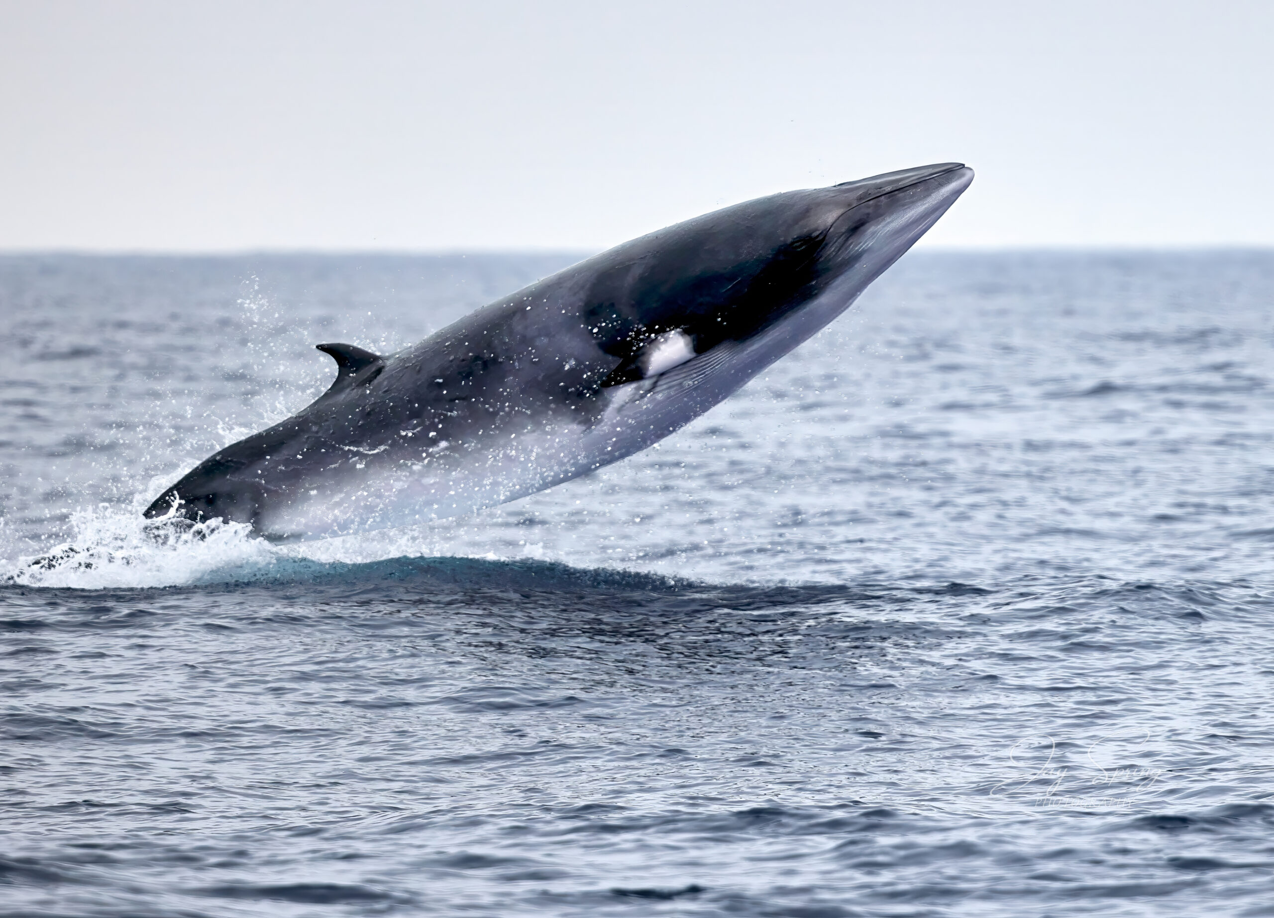 Fin Whale Breaching