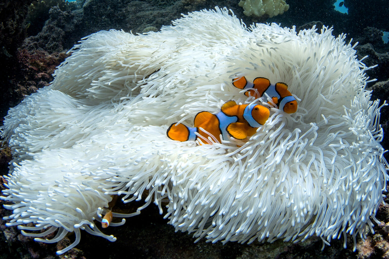 What Do Clownfish Eat?