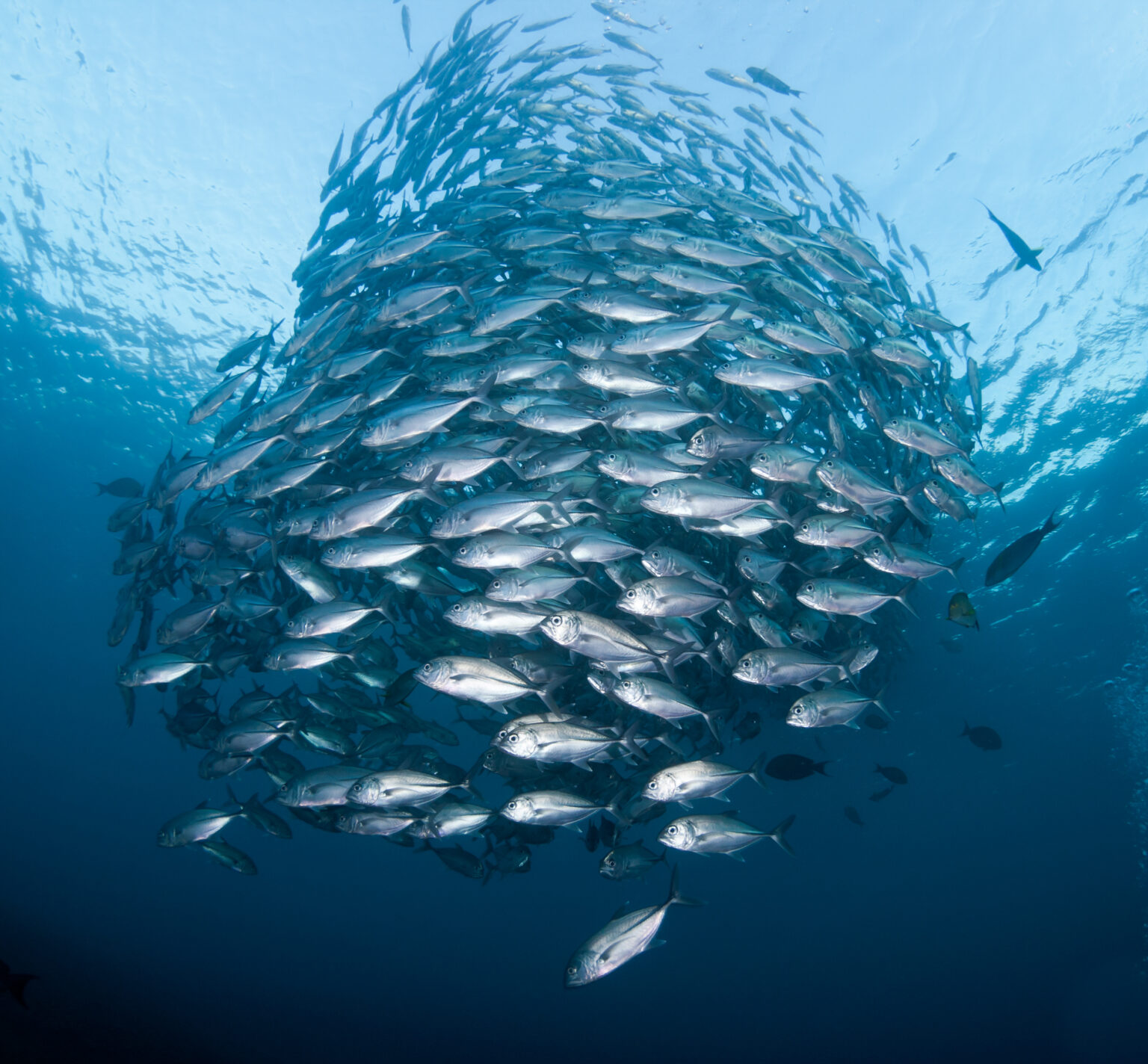 What Do Fish Eat?