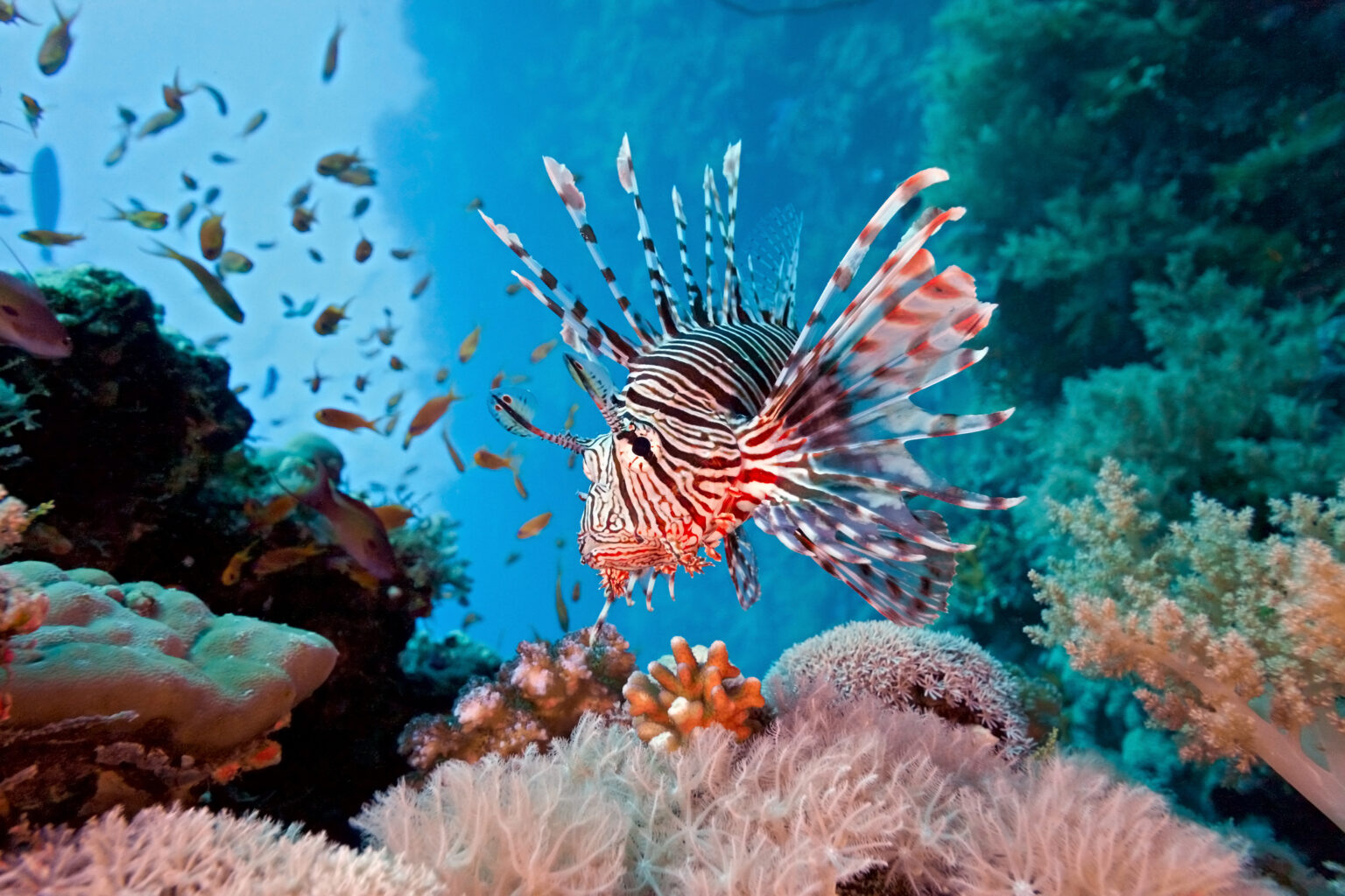 Why Are Lionfish Considered Invasive?