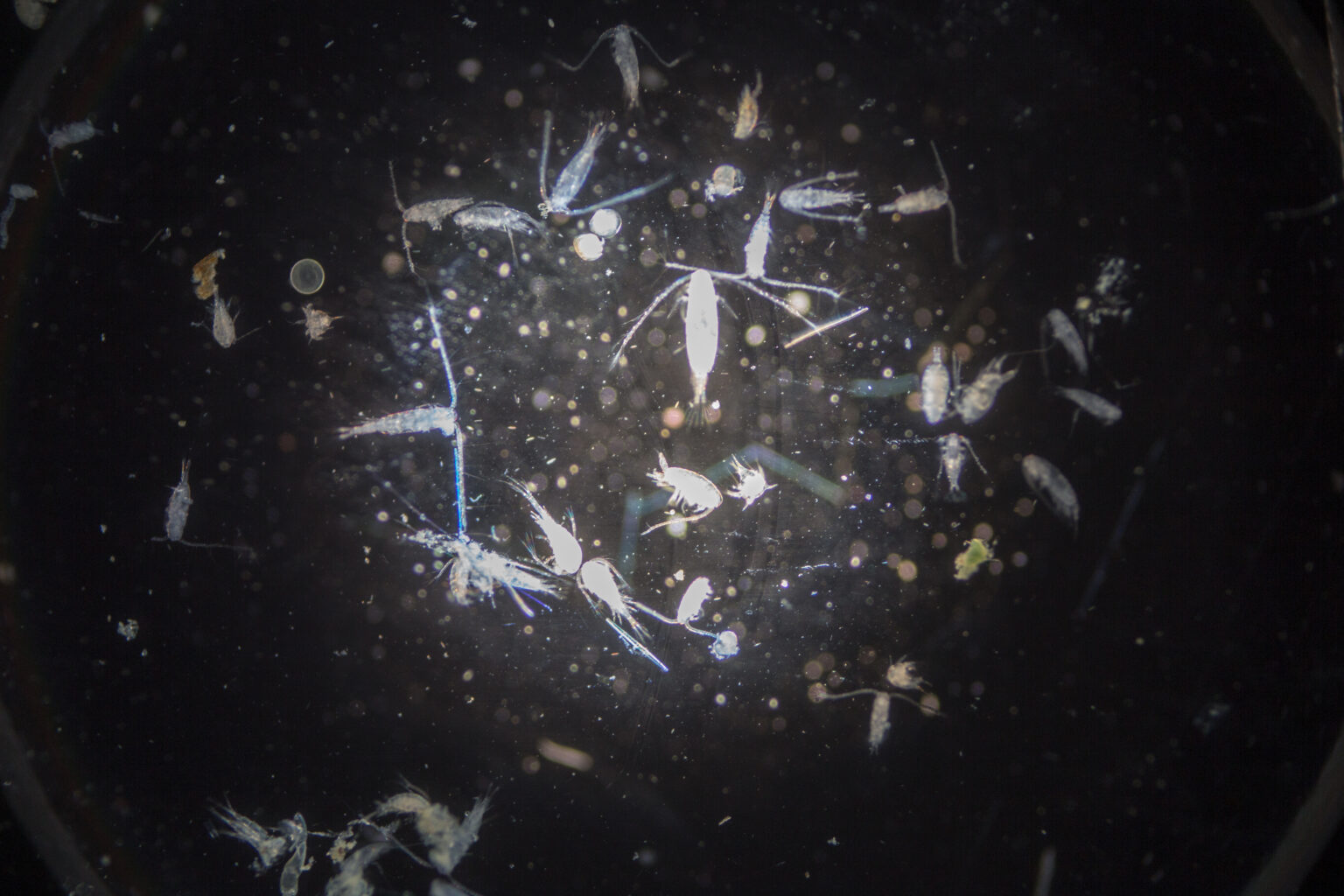 Why is Plankton Important?
