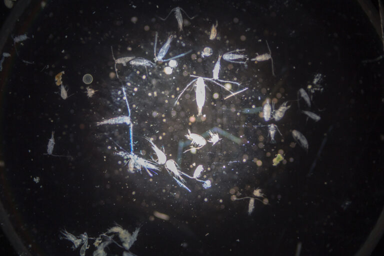 Why is Plankton Important?