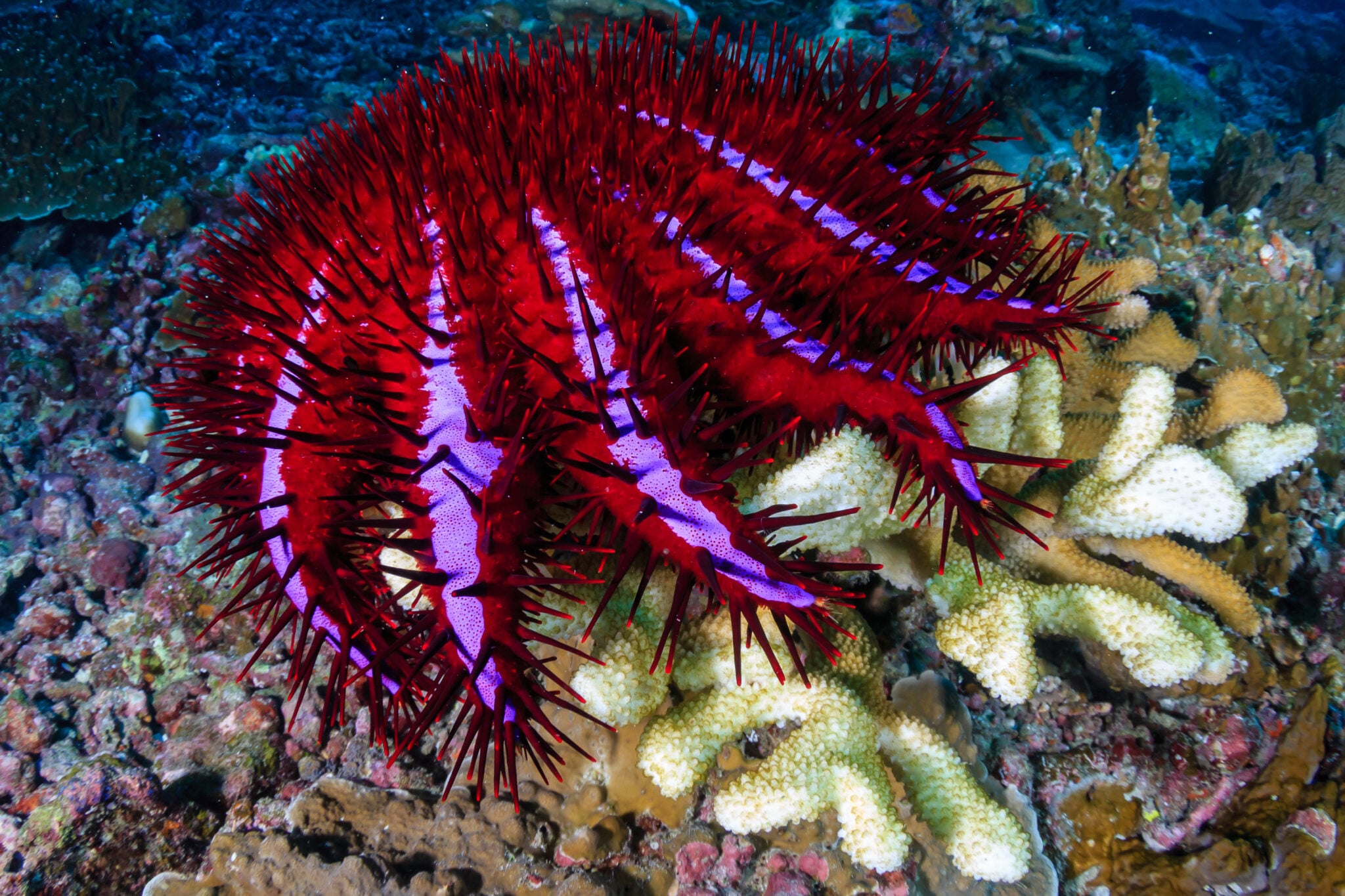 Crown of Thorns Starfish