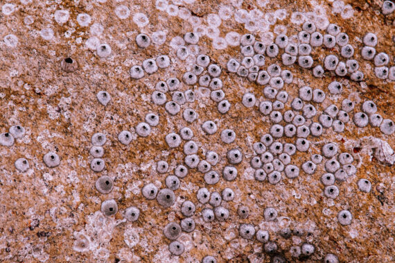 Acorn Barnacle