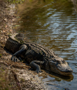 Most Dangerous Alligator Infested Rivers in Florida