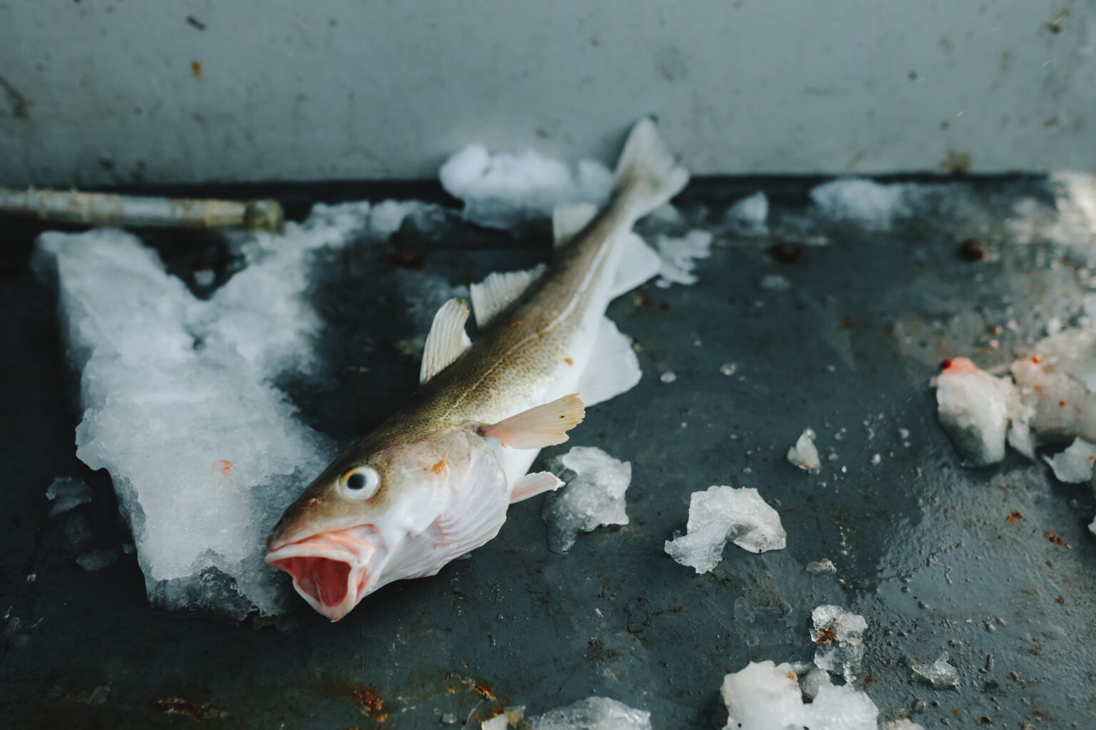 How Cod Survive Under Ice Without Freezing