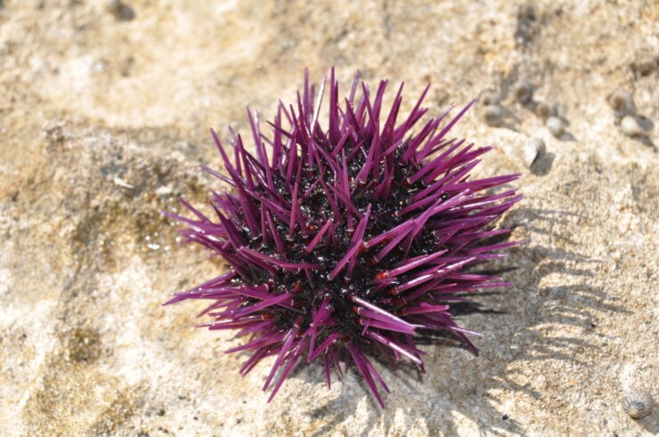 Are Sea Urchins Poisonous?