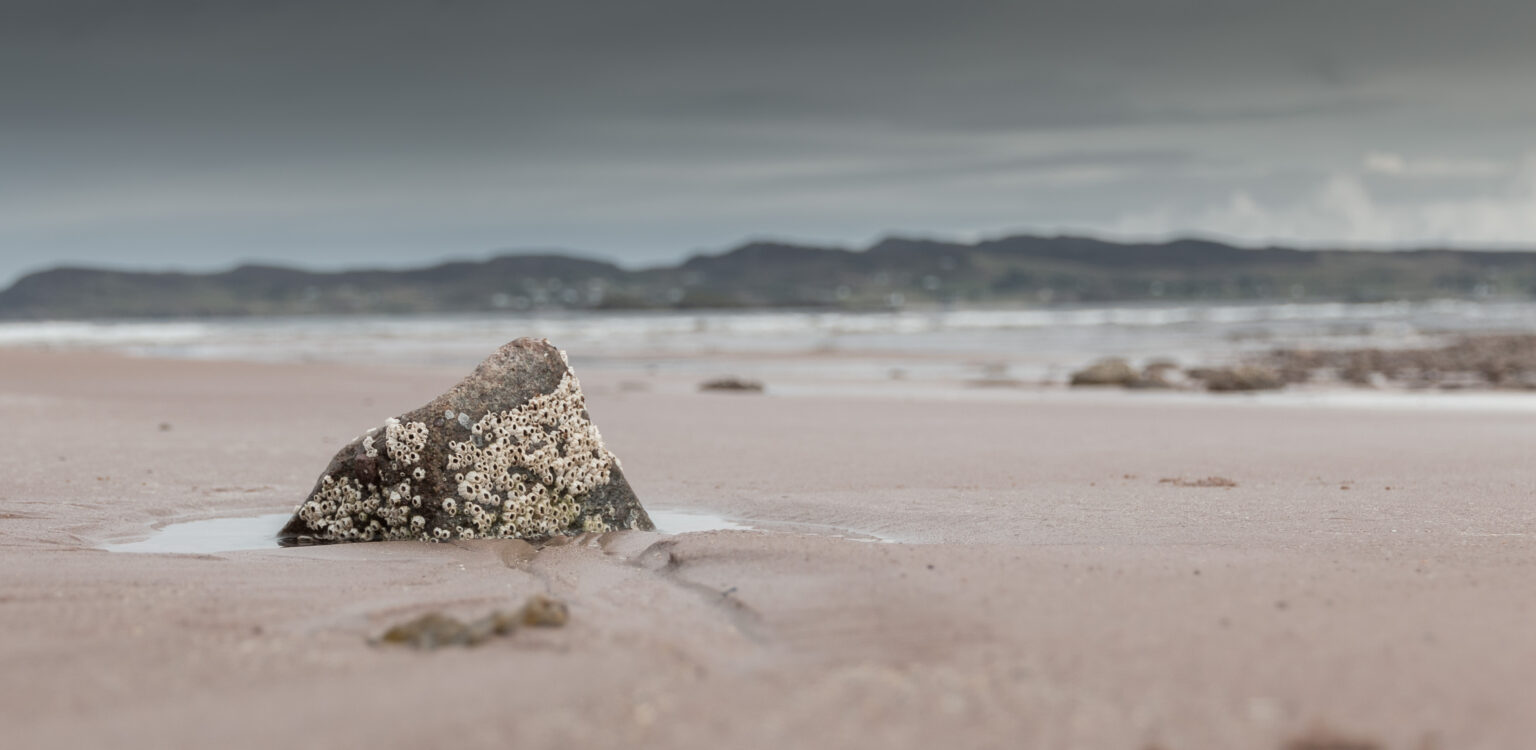 Invading Barnacles