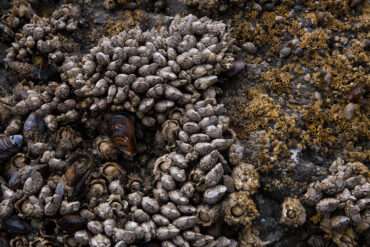 Invading Barnacles